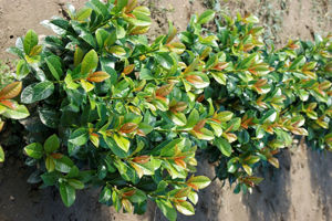 Prunus laurocerasus 'Ani' PBR | Breederplants