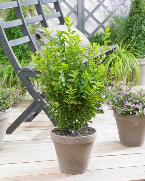 Ligustrum ovalfolium Josalig1 (Green Diamond) PBR | Breederplants