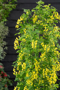Laburnum anagyroides LAYR (Yellow Rocket) PBR | Breederplants
