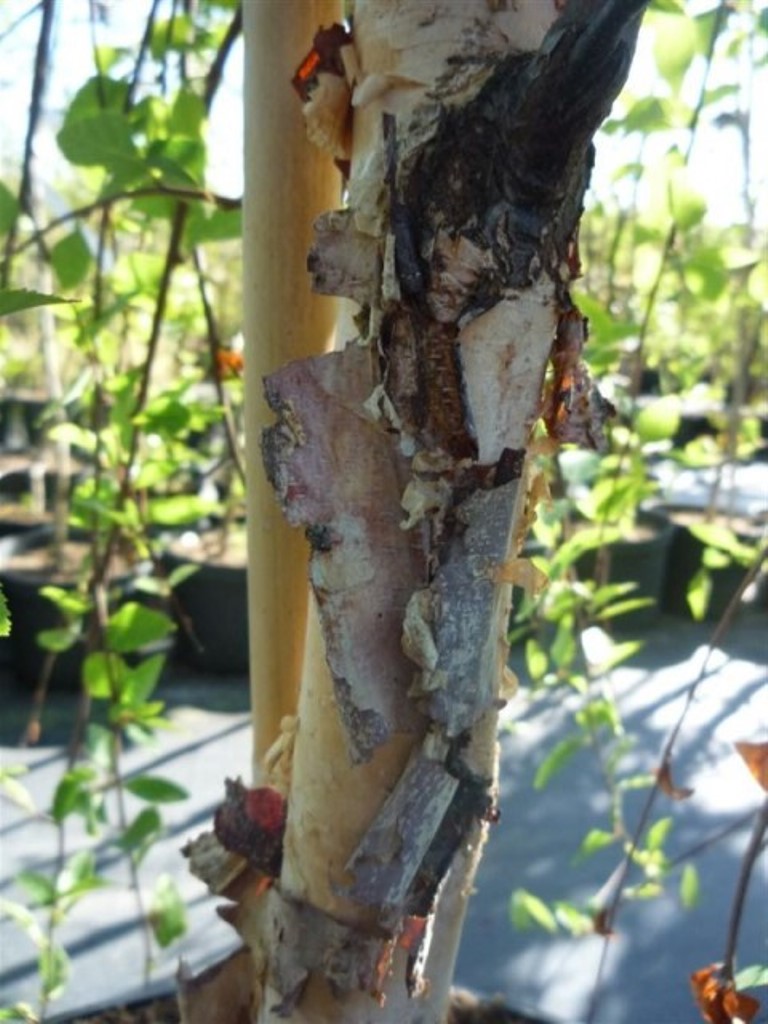 Betula nigra 'Summer Cascade' PBR | Breederplants