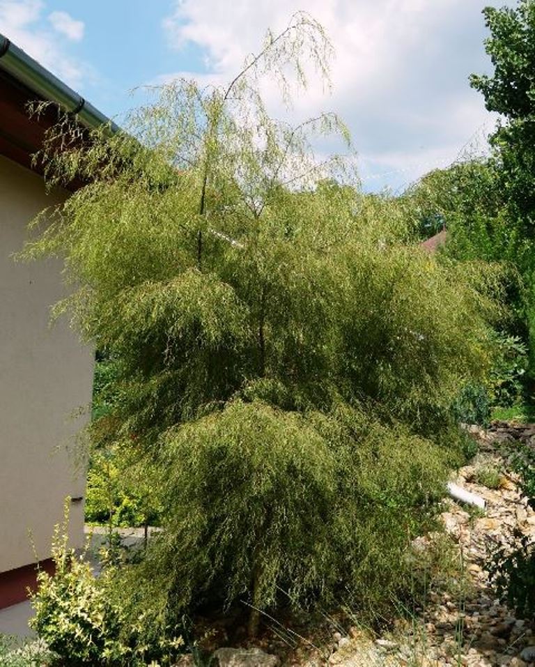 Betula pendula 'Karaca' PBR | Breederplants