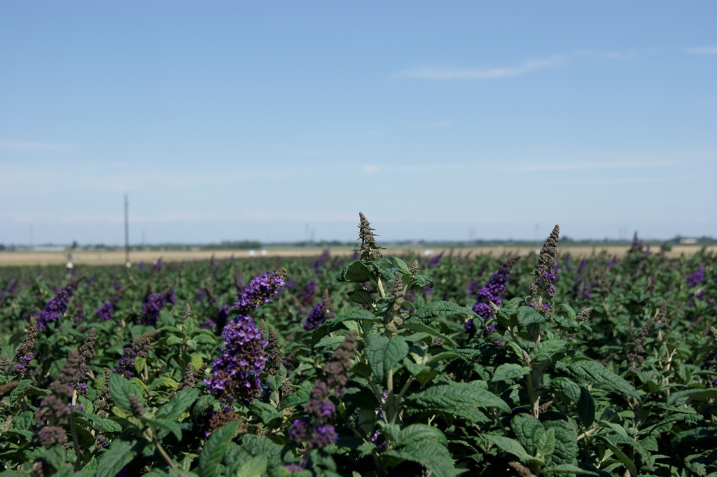 Buddleja Hinebud2 (Purple Splendor) PBR | Breederplants