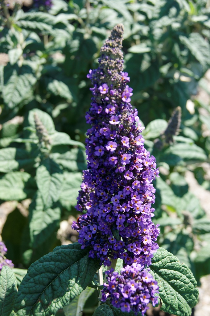 Buddleja Hinebud2 (Purple Splendor) PBR | Breederplants