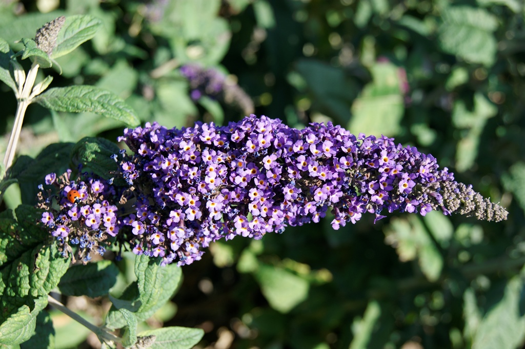 Buddleja Hinebud2 (Purple Splendor) PBR | Breederplants
