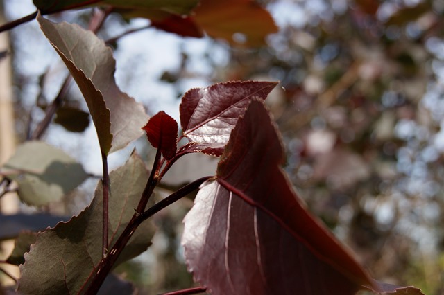 Populus deltoides 'Purple Tower' PBR | Breederplants