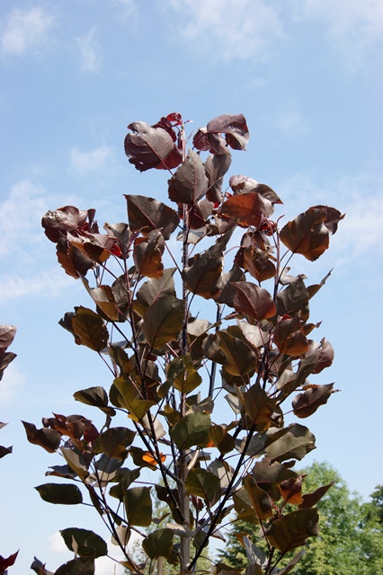 Populus deltoides 'Purple Tower' PBR | Breederplants