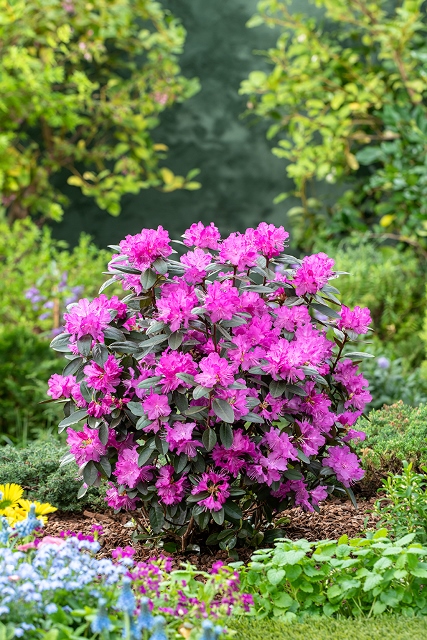 Rhododendron PJM Star (PJM Elite Star) PBR | Breederplants
