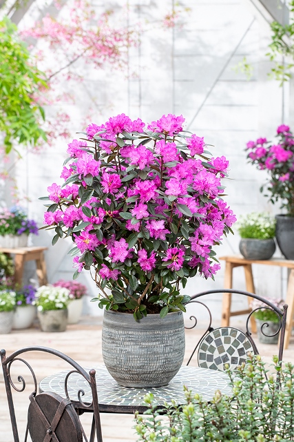 Rhododendron PJM Star (PJM Elite Star) PBR | Breederplants