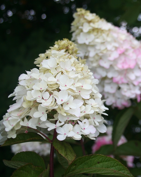 Hydrangea paniculata RENBA (Fraise Melba) PBR | Breederplants
