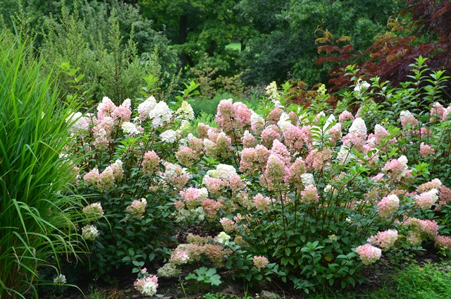 Hydrangea paniculata Rensun (Sundae-Fraise) PBR | Breederplants