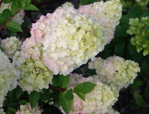 Hydrangea paniculata Rensun (Sundae-Fraise) PBR | Breederplants