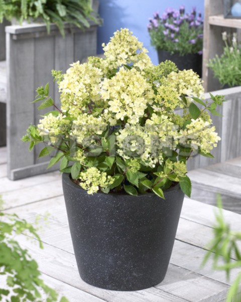 Hydrangea paniculata 'Bombshell' PBR | Breederplants
