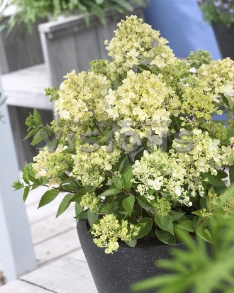 Hydrangea paniculata 'Bombshell' PBR | Breederplants