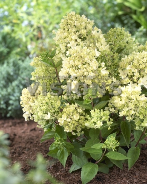 Hydrangea paniculata 'Bombshell' PBR | Breederplants