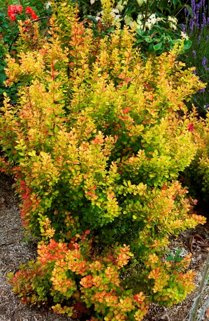 Berberis thunbergii 'Orange Torch' ® | Breederplants