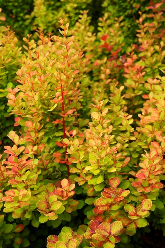Berberis thunbergii 'Orange Torch' ® | Breederplants