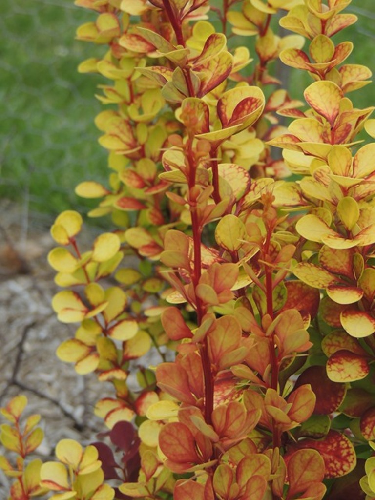 Berberis thunbergii 'Orange Torch' ® | Breederplants
