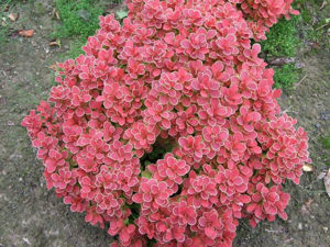 Berberis thunbergii 'Ruby Star' PBR | Breederplants