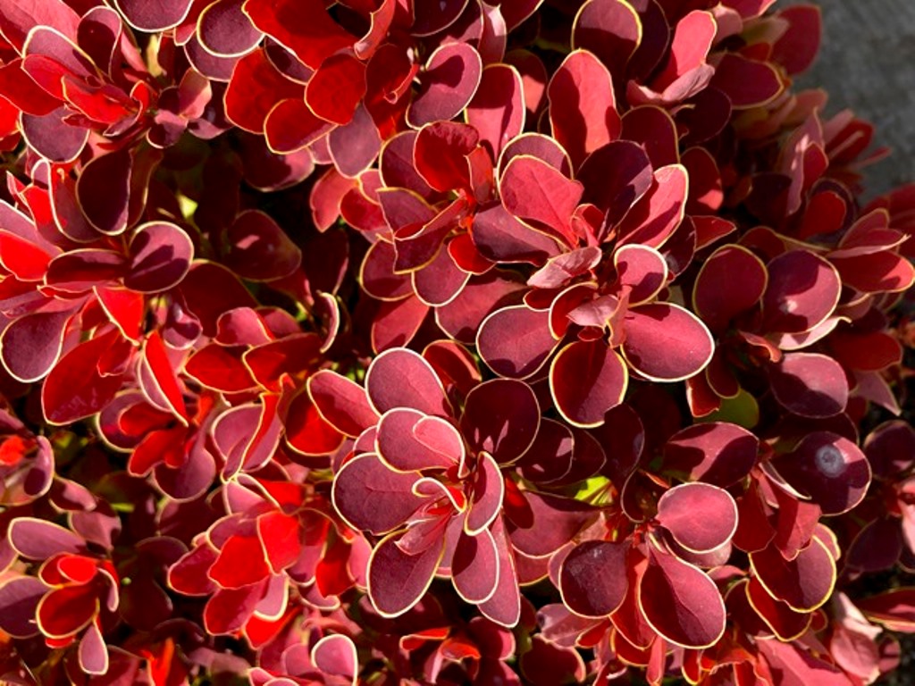 Berberis thunbergii 'Ruby Star' PBR | Breederplants