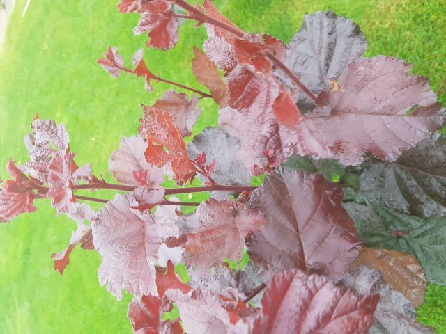 Corylus avellana BWM 01 (Red Ghost) PBR | Breederplants