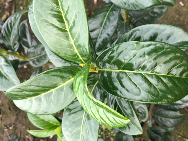 Prunus laurocerasus Jopru02 (Red Emperor) PBR | Breederplants