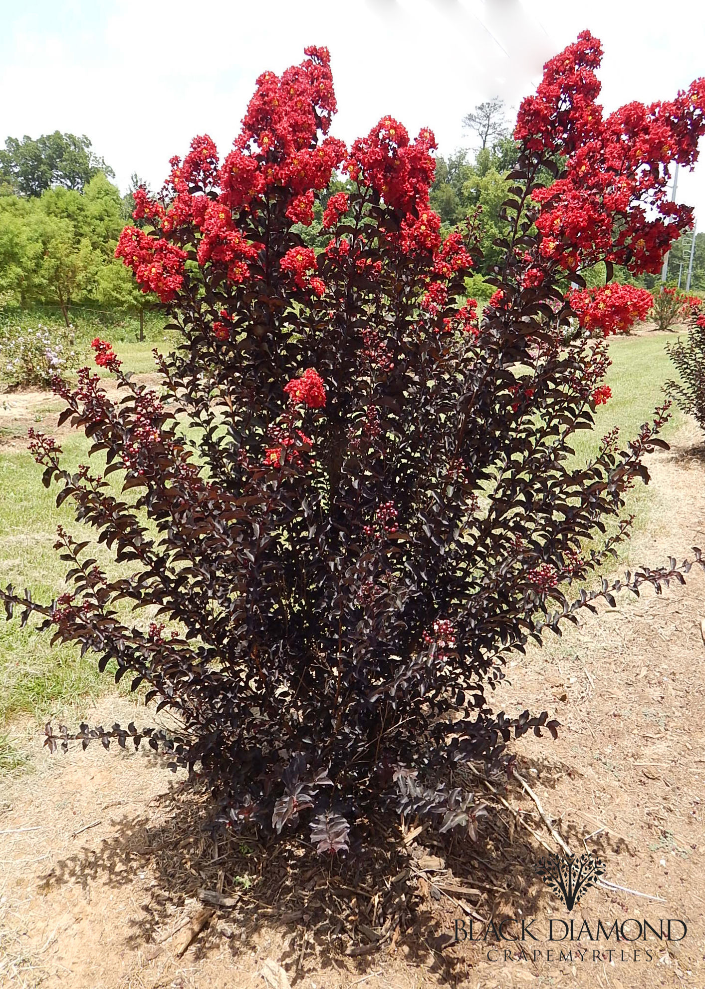 Lagerstroemia indica JIBER0116 (Black Diamond® Crimson Red) | Breederplants