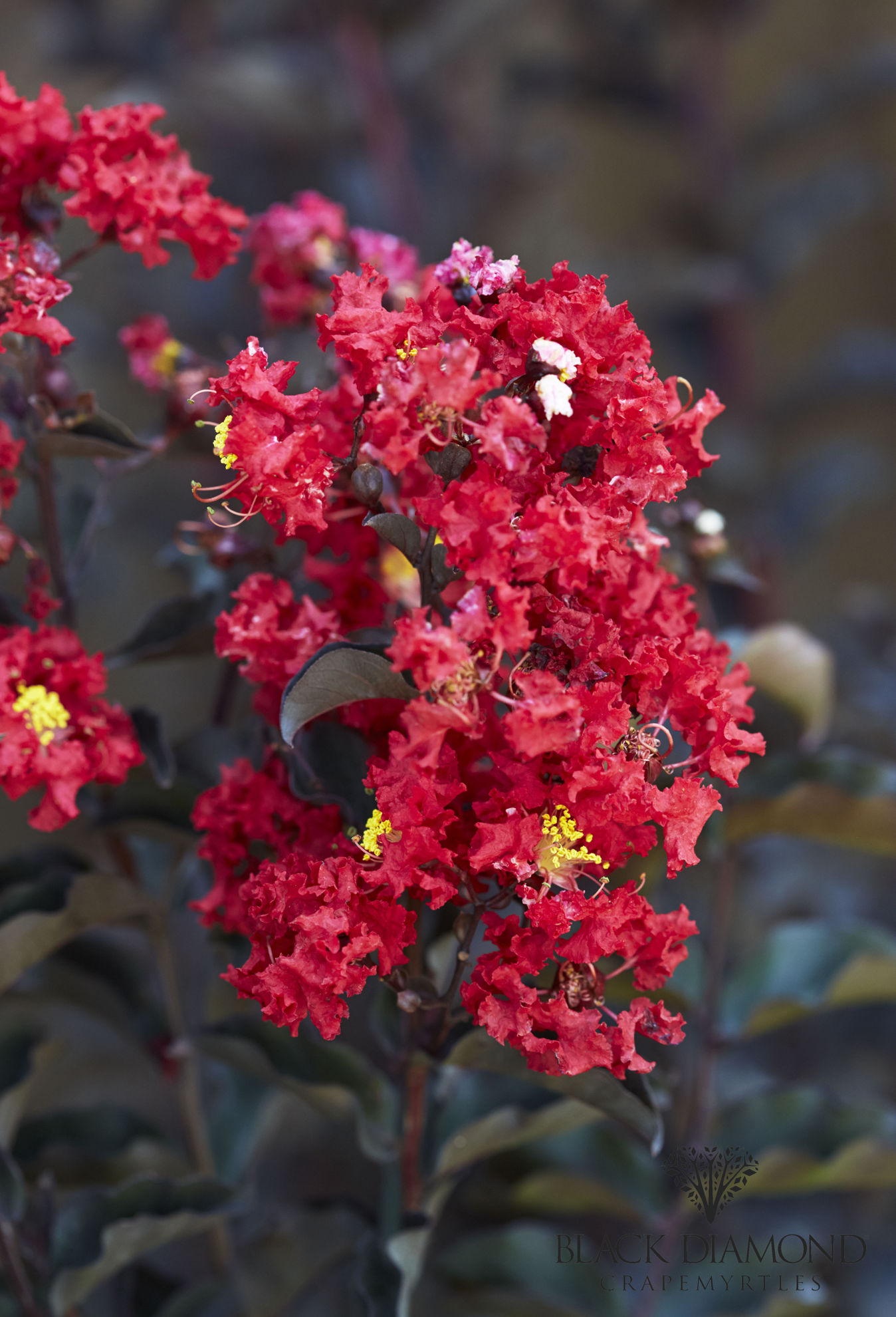 Lagerstroemia indica JIBER0116 (Black Diamond® Crimson Red) | Breederplants