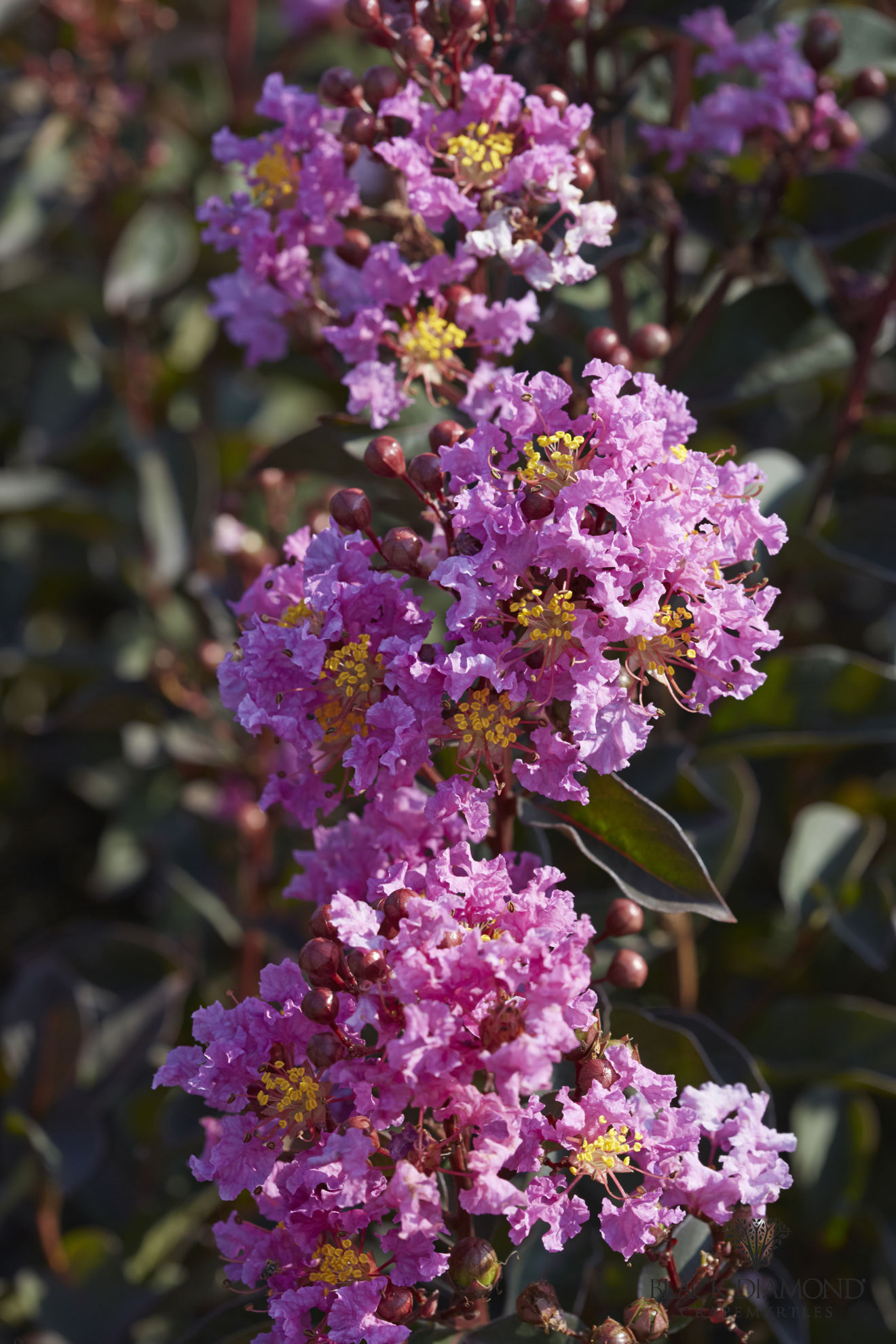 Lagerstroemia indica ( Black Diamond® Lavender Lace) | Breederplants