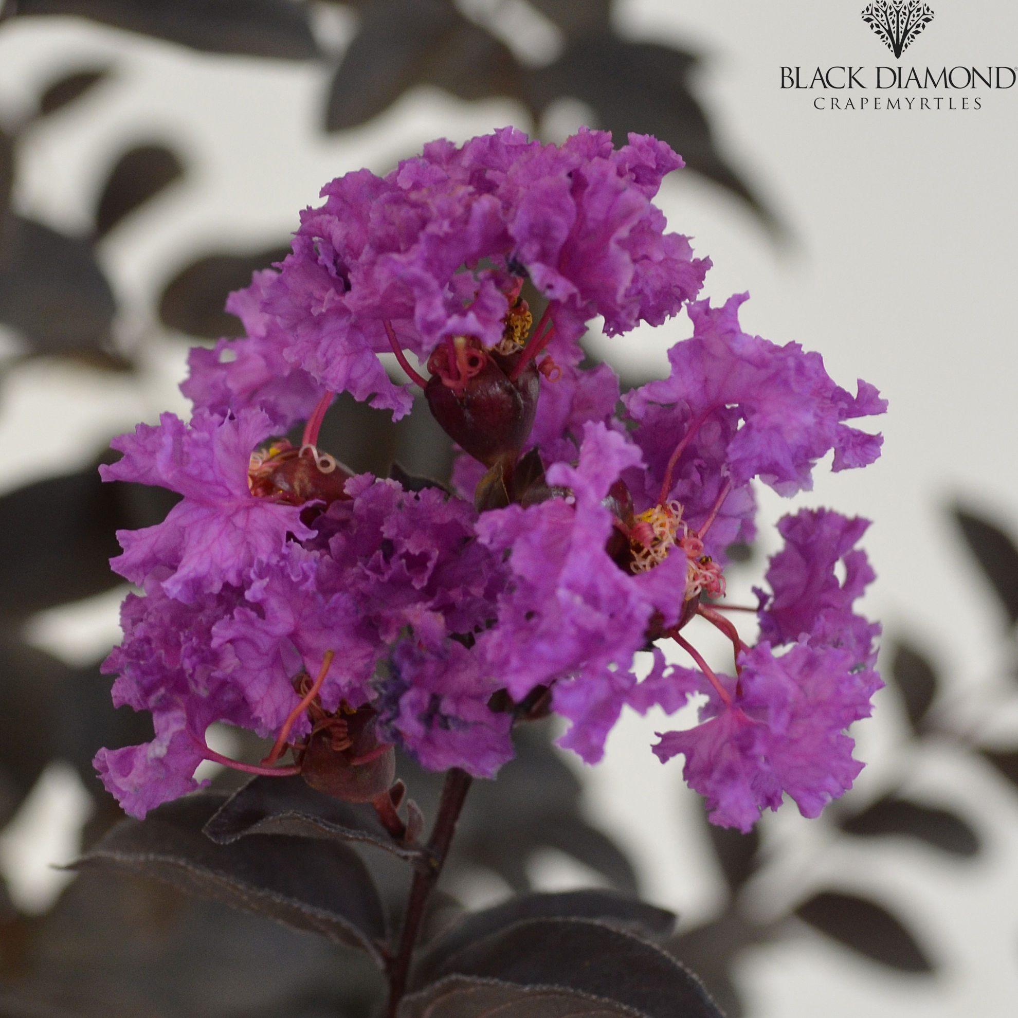 Lagerstroemia indica 18LI (Black Diamond® Purely Purple) | Breederplants