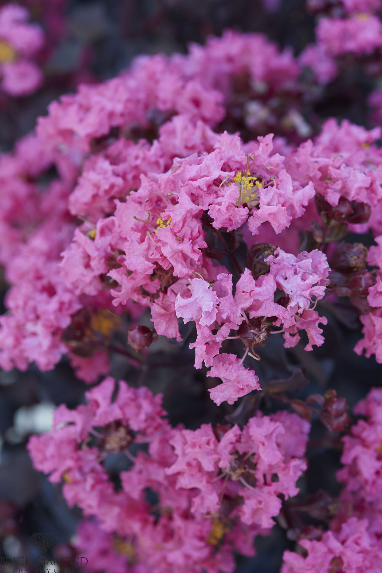 Lagerstroemia indica (Black Diamond® Shell Pink) | Breederplants