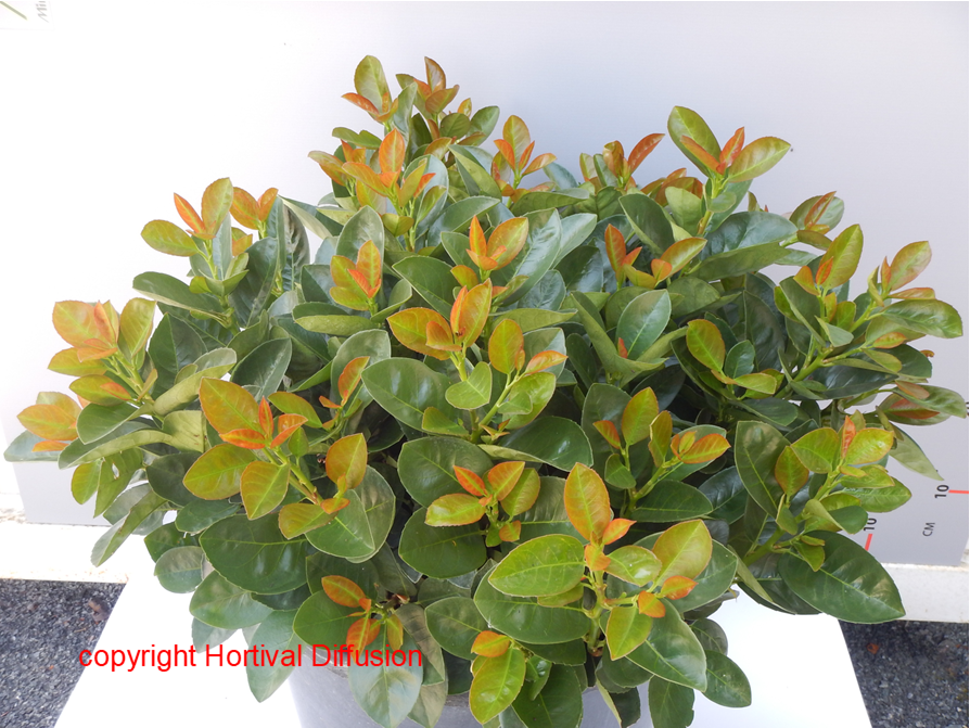 Prunus laurocerasus 'Miniredia' PBR | Breederplants