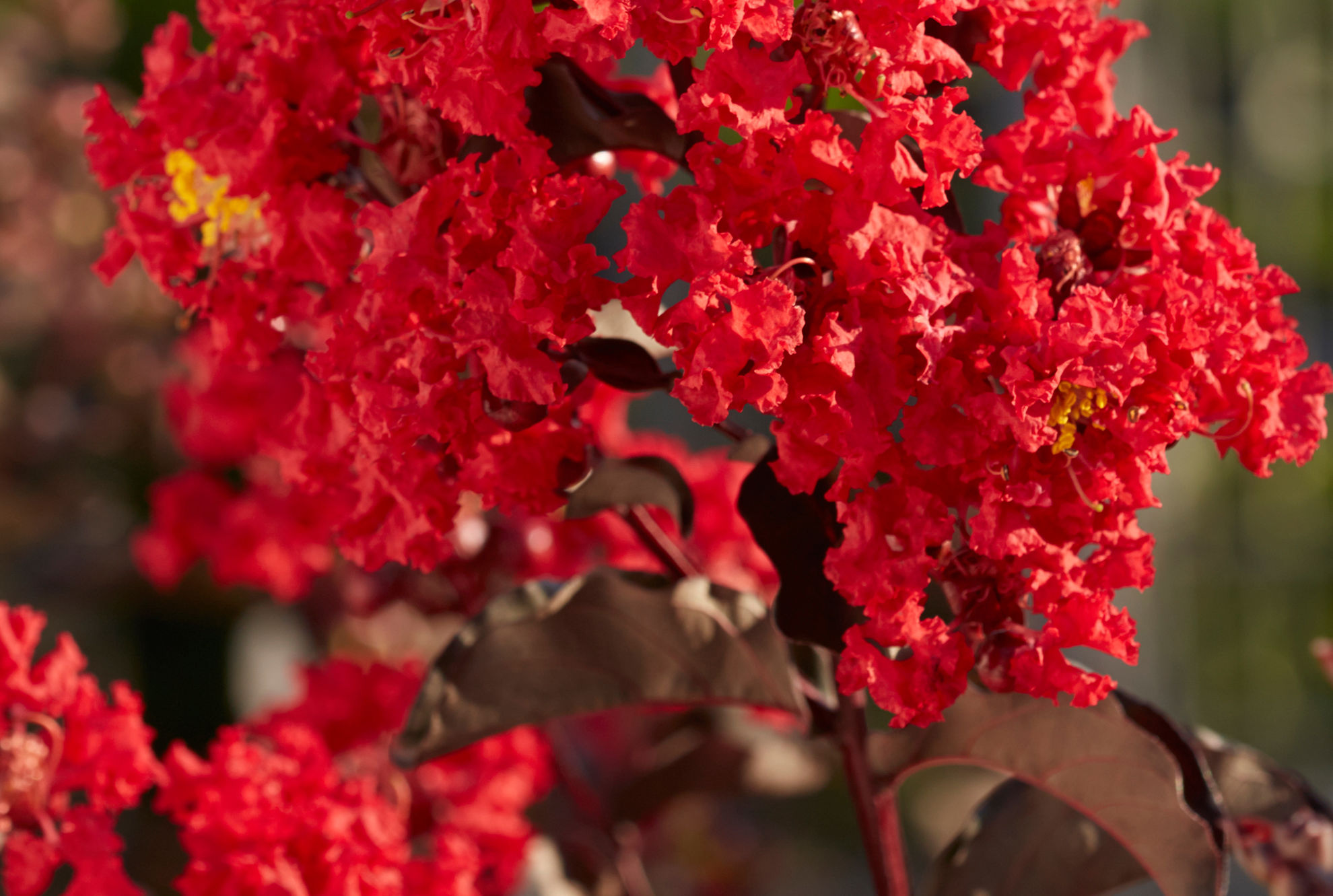 Lagerstroemia indica (Black Diamond® Best Red) | Breederplants