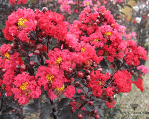 Lagerstroemia indica (Black Diamond® Best Red) | Breederplants