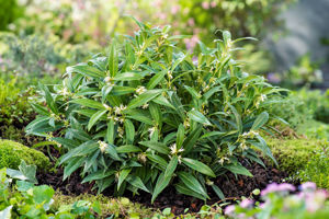 Sarcococca humilis Sarsid3 (Fragrant Valley) PBR | Breederplants
