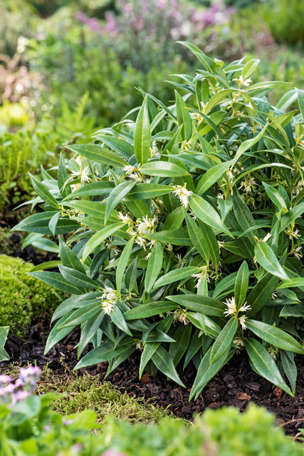 Sarcococca humilis Sarsid3 (Fragrant Valley) PBR | Breederplants