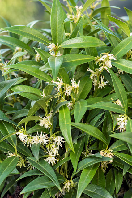 Sarcococca humilis Sarsid3 (Fragrant Valley) PBR | Breederplants