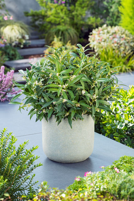 Sarcococca humilis Sarsid3 (Fragrant Valley) PBR | Breederplants