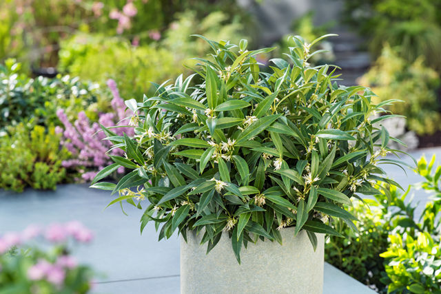 Sarcococca humilis Sarsid3 (Fragrant Valley) PBR | Breederplants