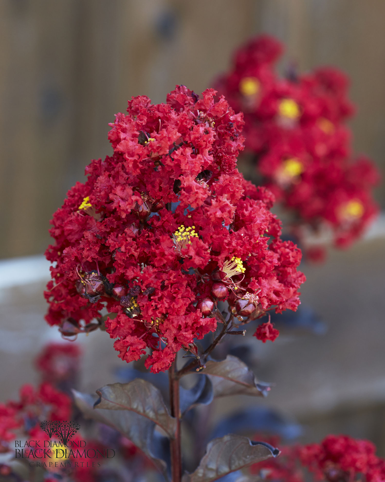 Lagerstroemia indica (Black Diamond® Red Hot) | Breederplants