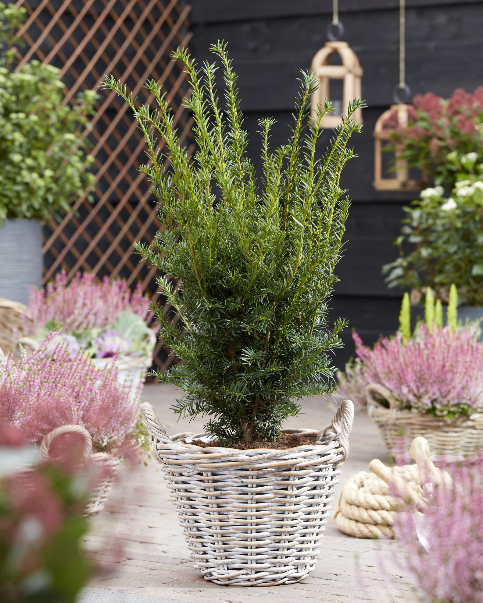 Taxus baccata Jotab1 (Best Hedge) PBR | Breederplants