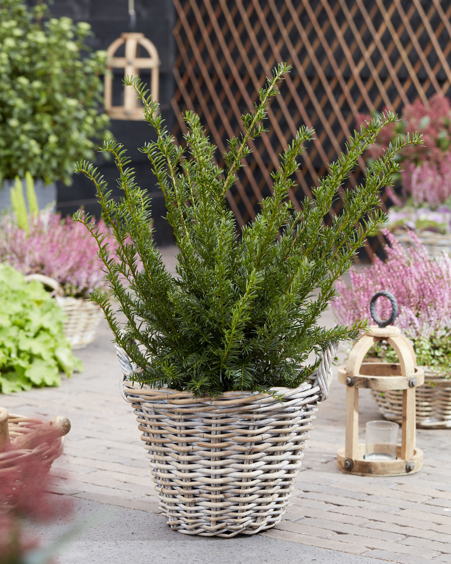 Taxus baccata Jotab2 'Best Green Velvet' PBR | Breederplants