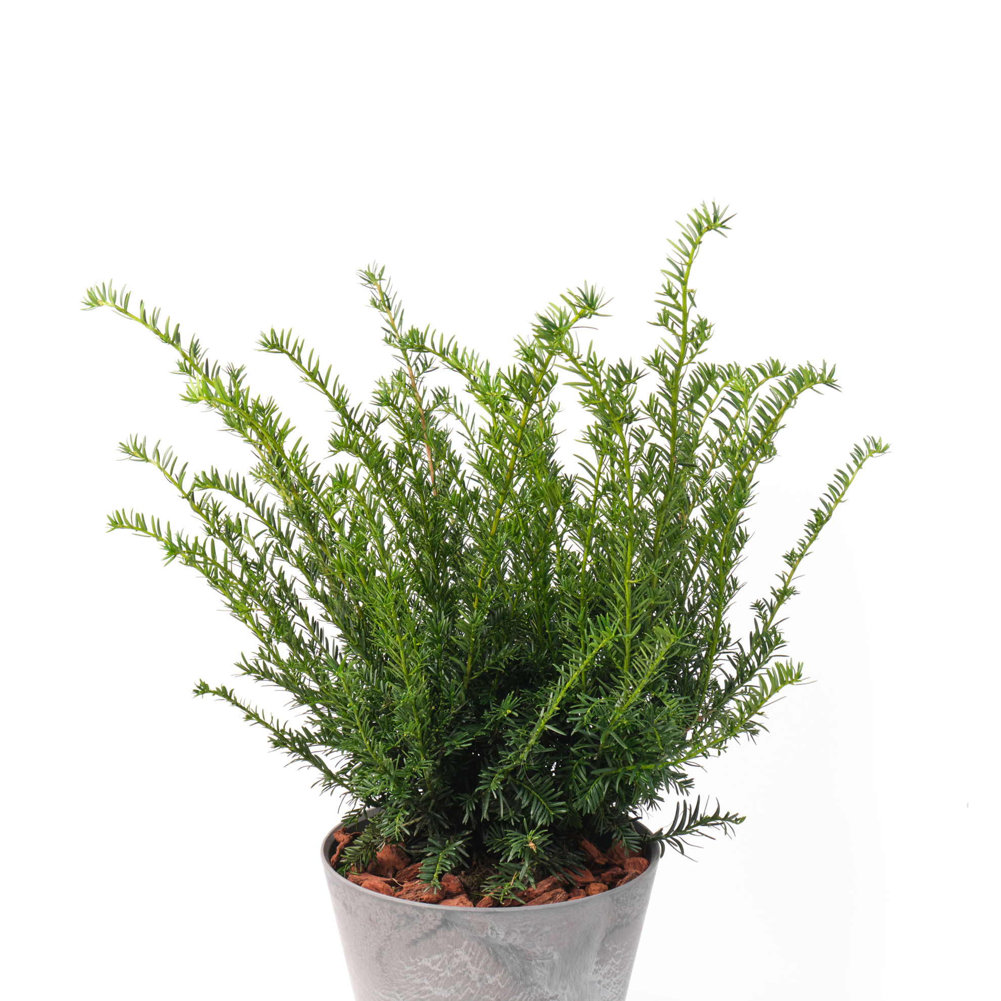 Taxus baccata Jotab2 'Best Green Velvet' PBR | Breederplants