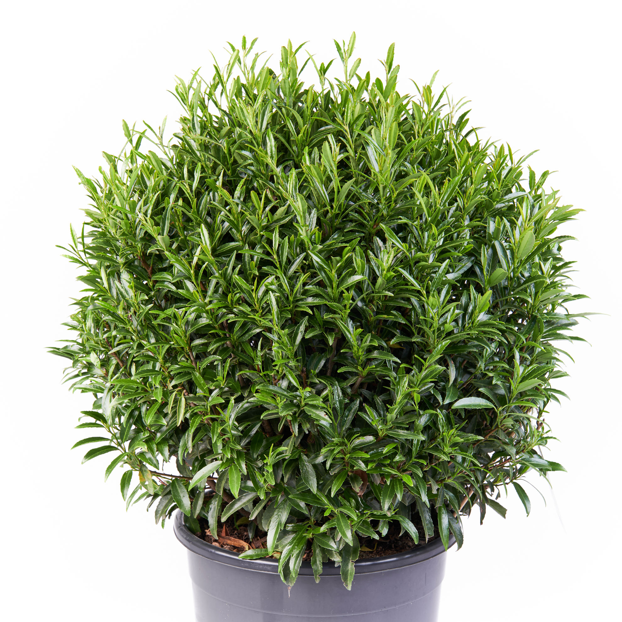 Prunus laurocerasus Zsófi (Filigrow Sofia®) PBR | Breederplants