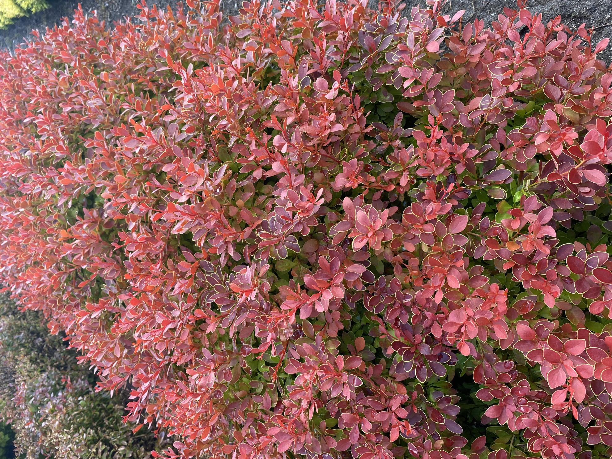 Berberis thunbergii MAJA (Coral) PBR | Breederplants
