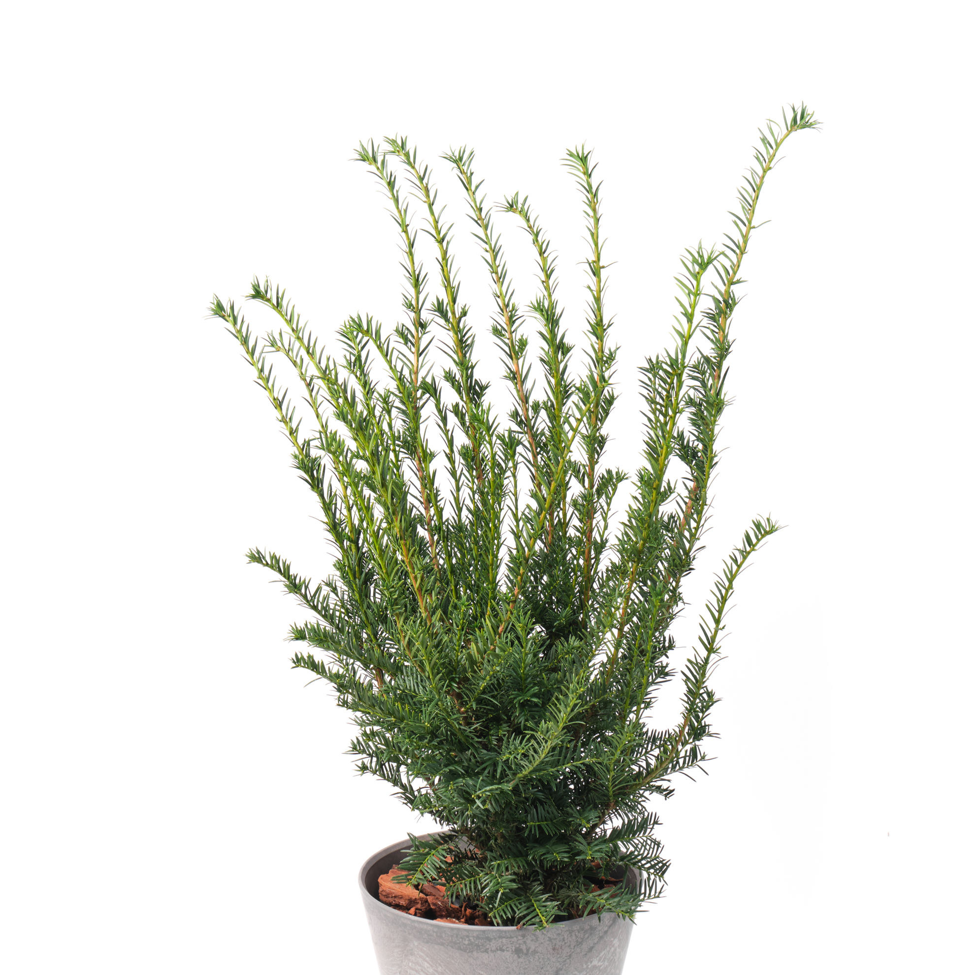 Taxus baccata Jotab1 (Best Hedge) PBR | Breederplants