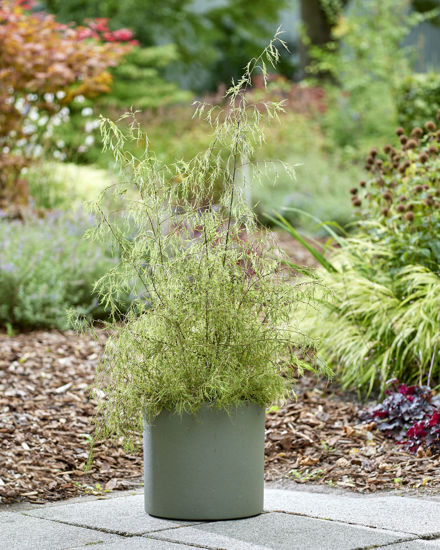 Betula pendula 'Karaca' PBR | Breederplants