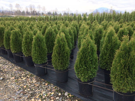 Thuja occidentalis Thusid 4 (Petite® Smaragd) PBR | Breederplants