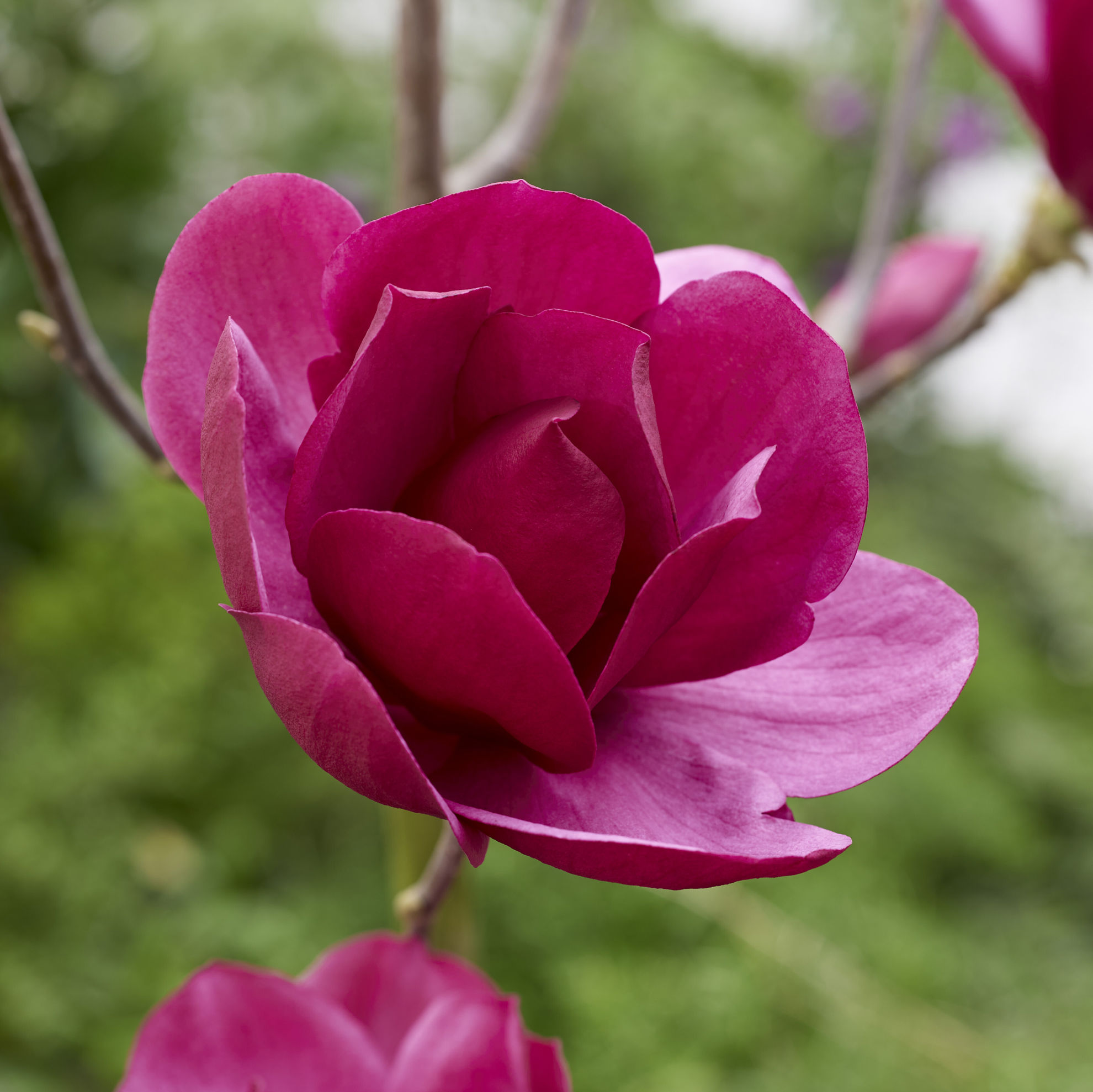 Magnolia MGEMP2012 (Emperor) PBR | Breederplants