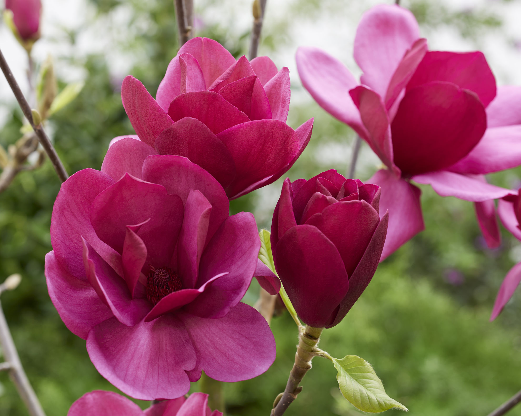 Magnolia MGEMP2012 (Emperor) PBR | Breederplants