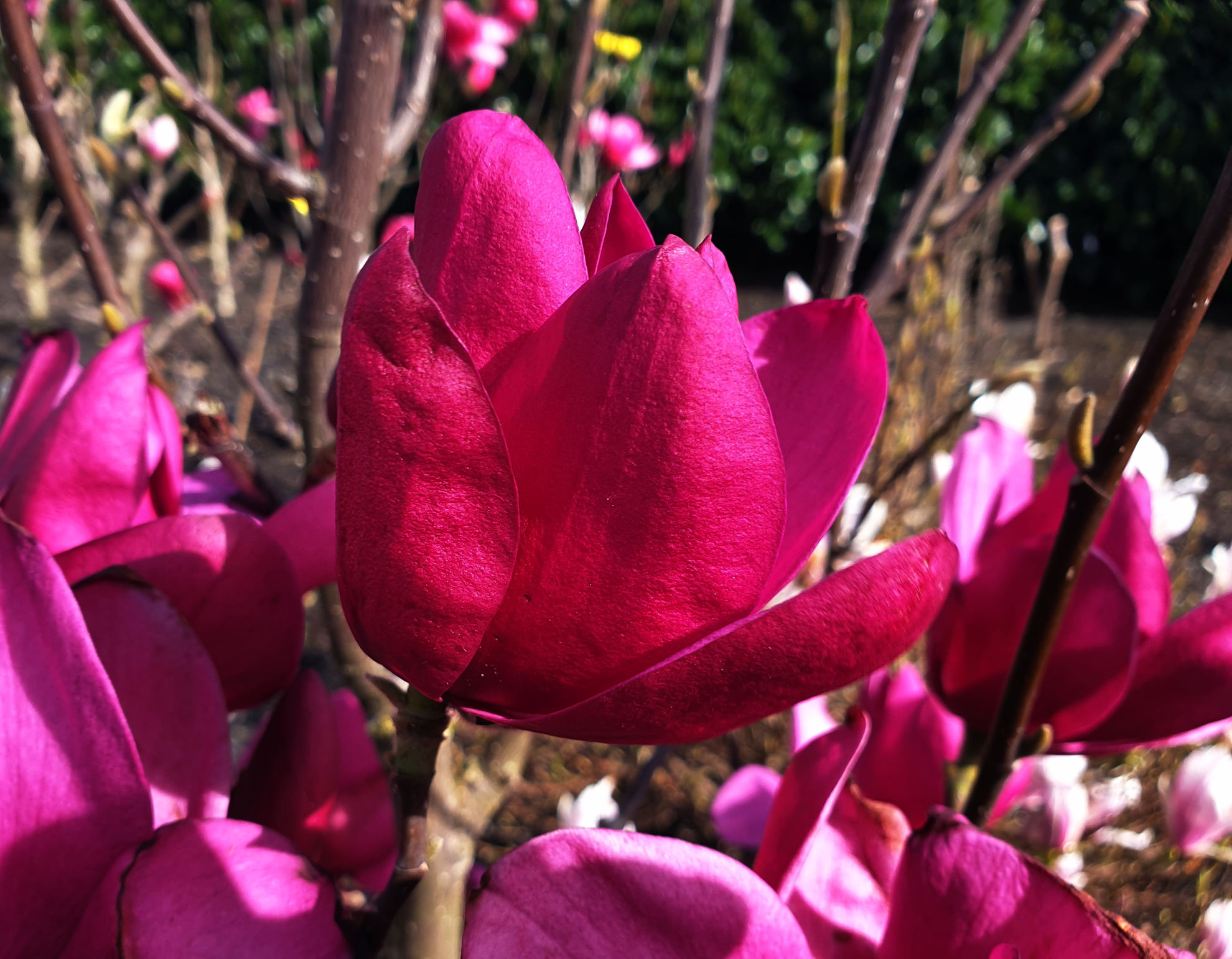 Magnolia MGPIN2010 (Pink Pyramid) PBR | Breederplants